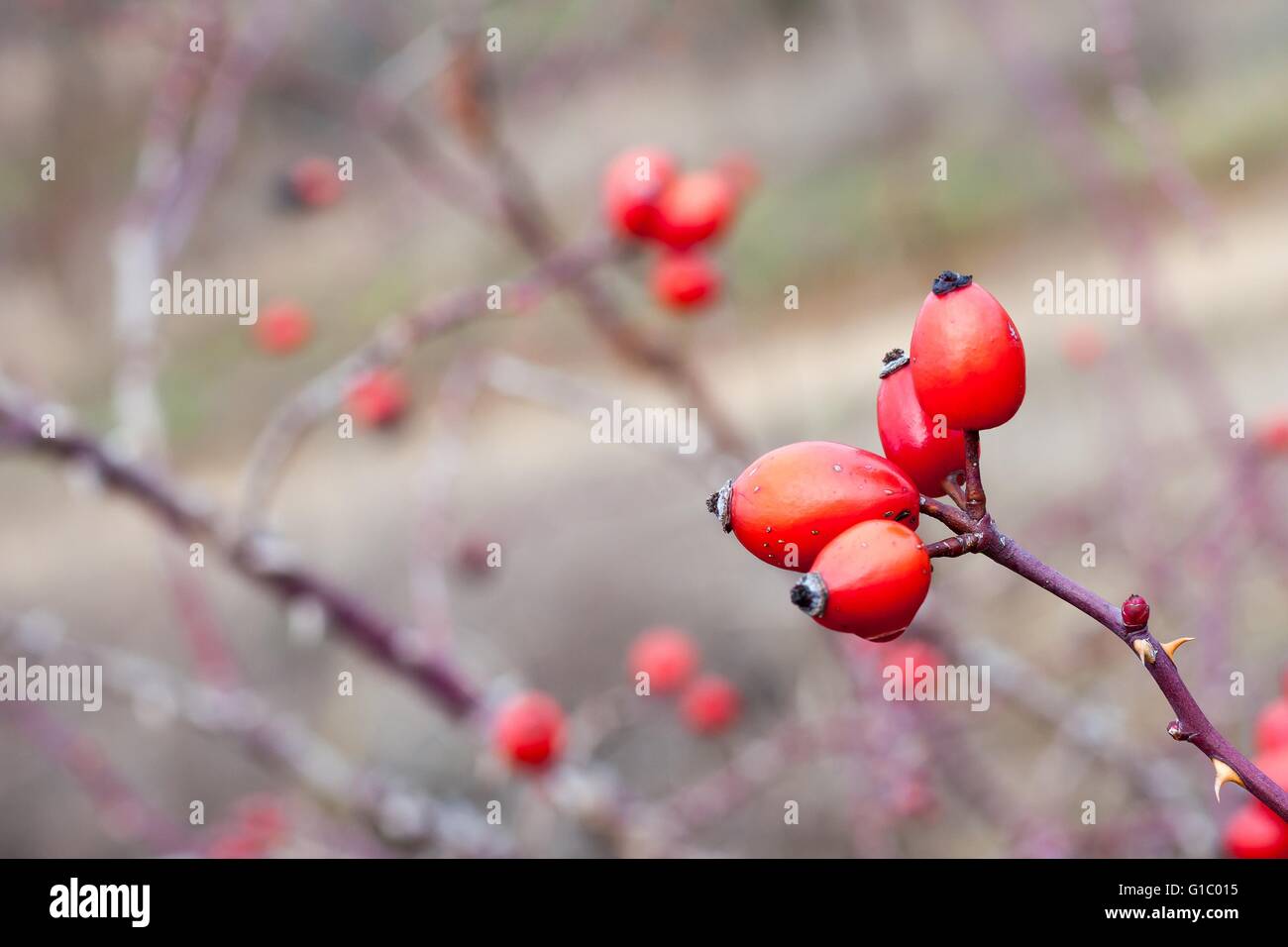 Rose sprig hi-res stock photography and images - Alamy