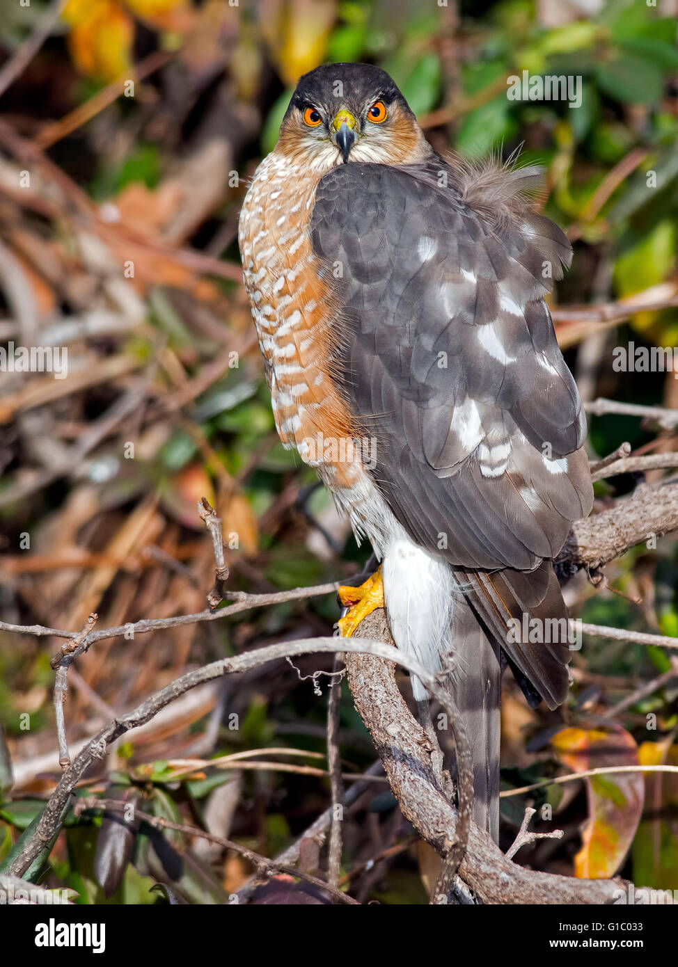 Sharp-shinned Hawk Staring at Camera Stock Photo - Alamy