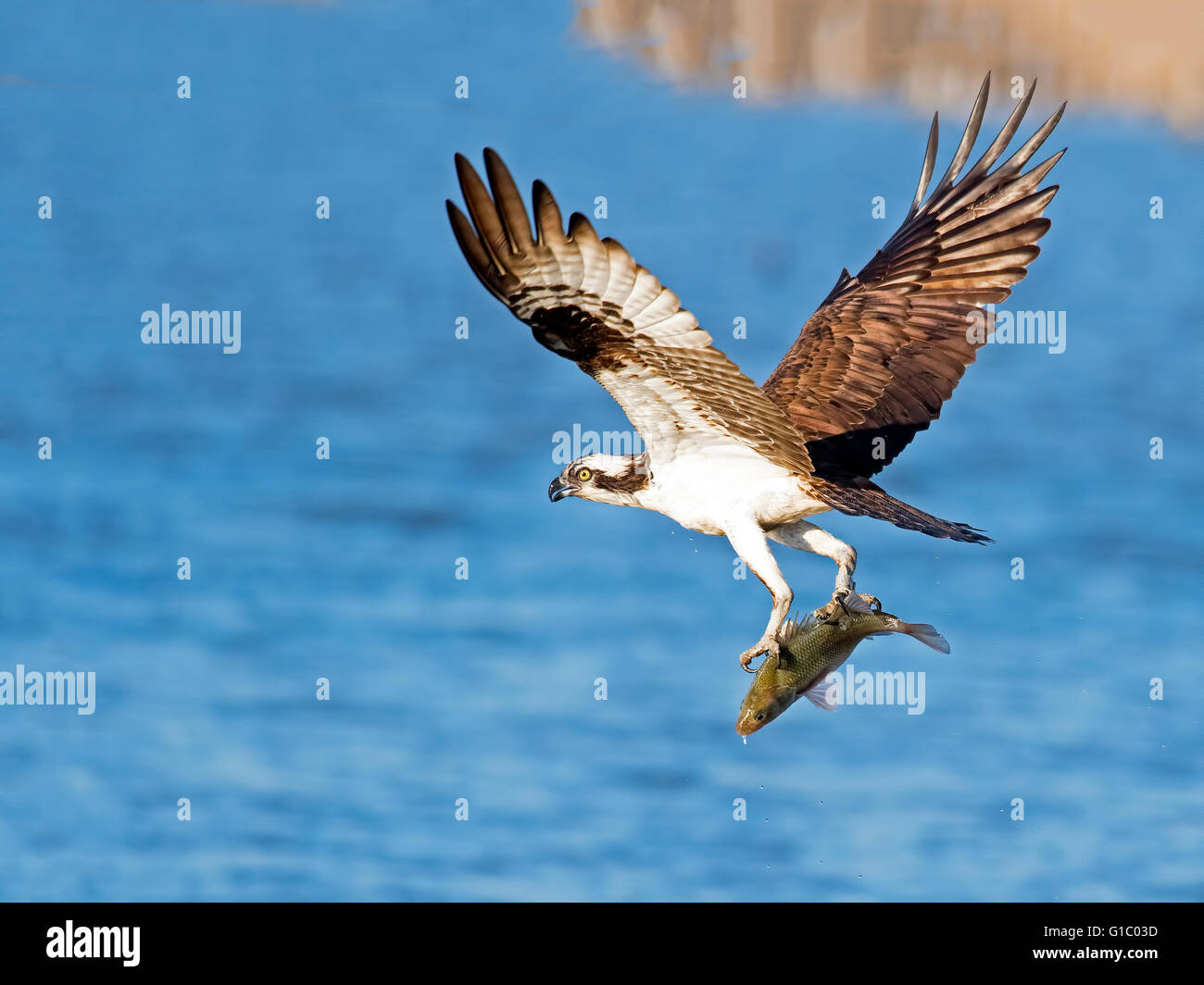 Osprey with Fish Stock Photo - Alamy