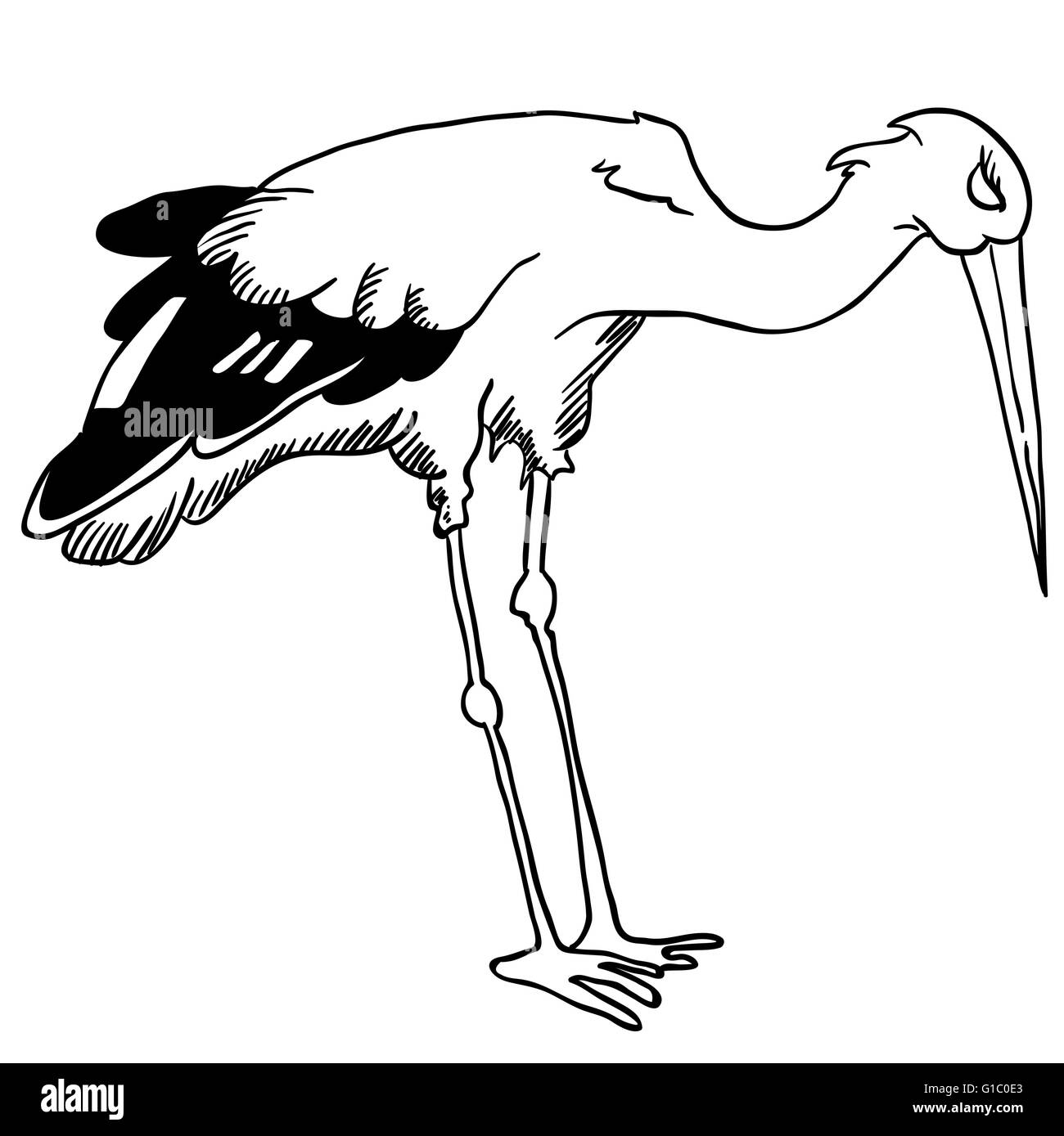 black and white stork illustration Stock Vector Image & Art - Alamy
