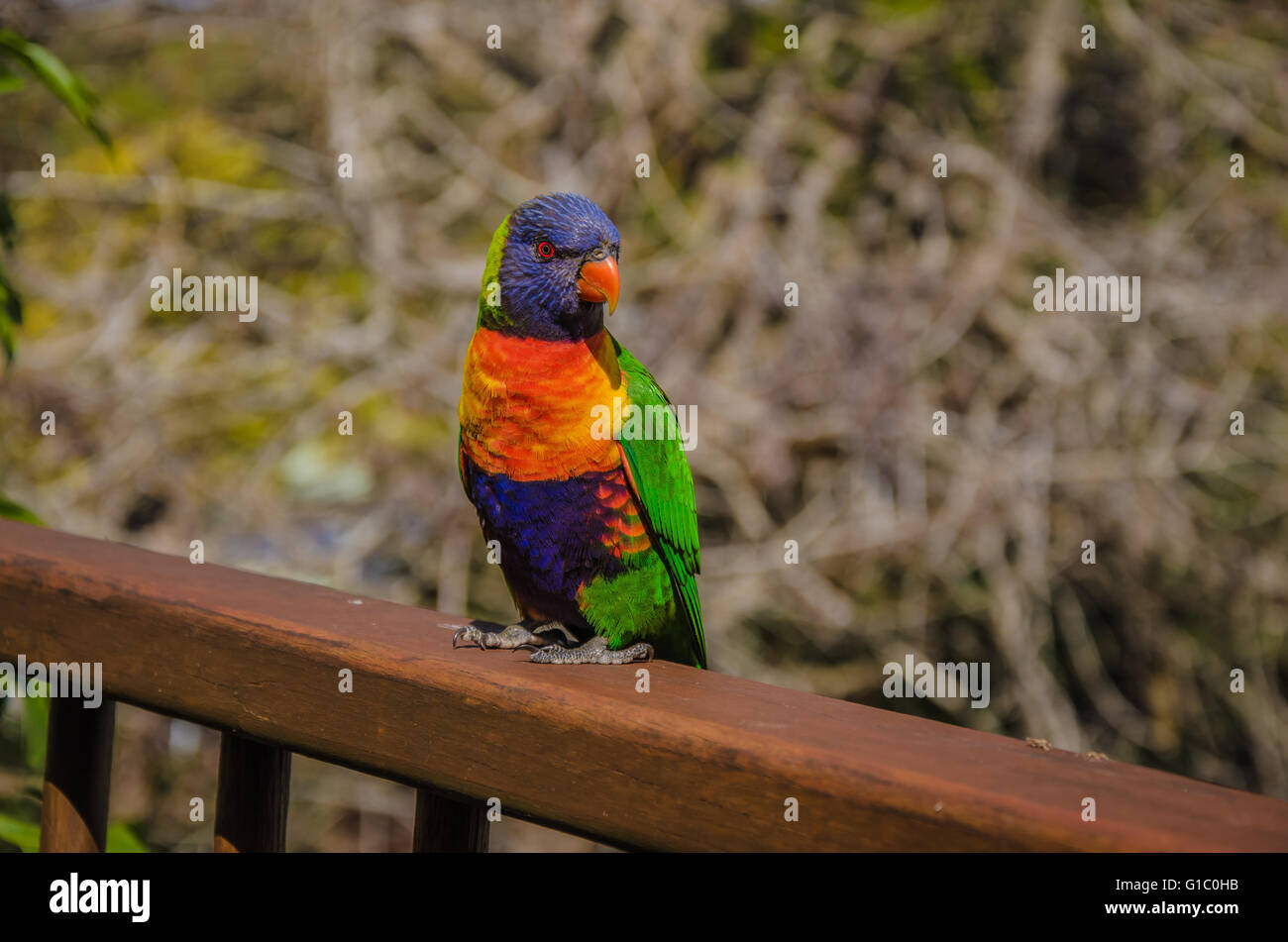 Rainbow lorikeet, Australia Stock Photo - Alamy