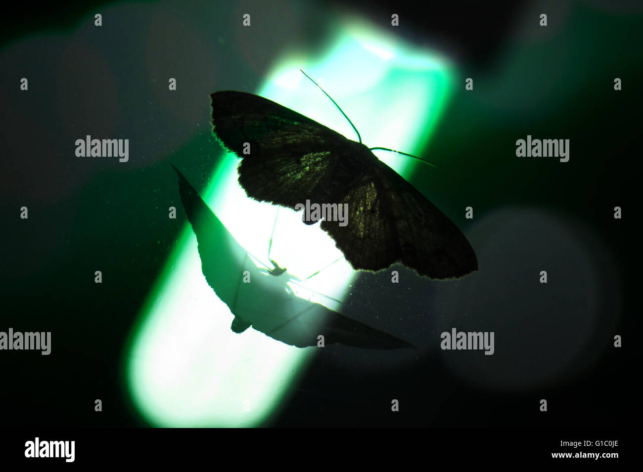 A moth with its reflection on a mirror with a green light in the ...