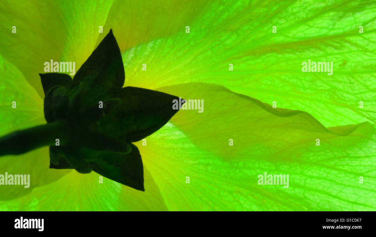 An abstract view from the base of a flower showing its beautiful ...