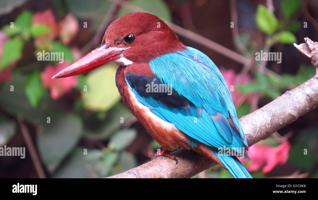 Indian kingfisher hi-res stock photography and images - Alamy