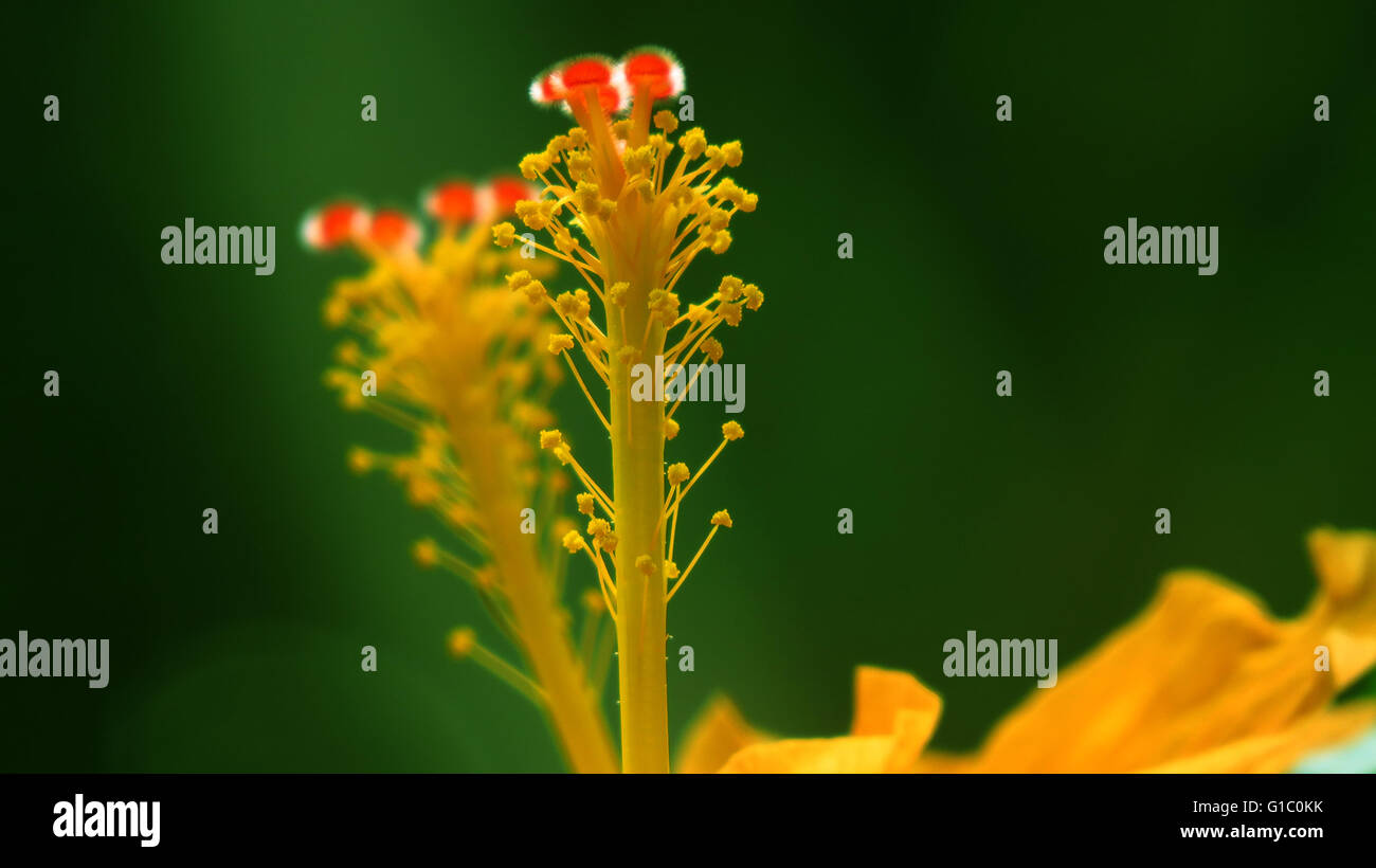 A closeup view of pollen of yellow flower on fresh green background ...