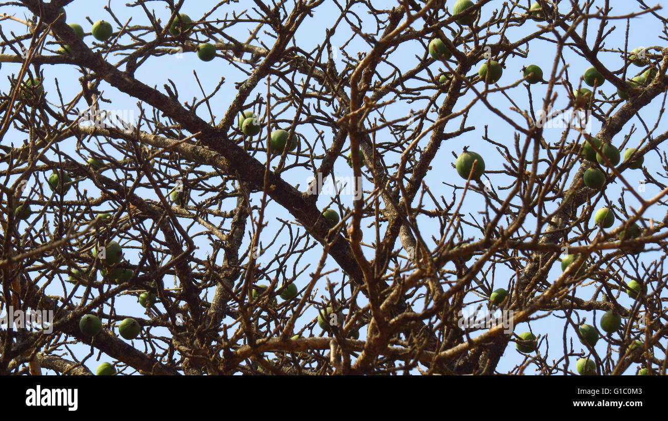A background of a dried tree with some green fruits in the Indian ...