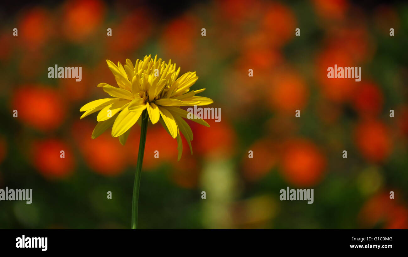 Alone lonely flower hi-res stock photography and images - Alamy