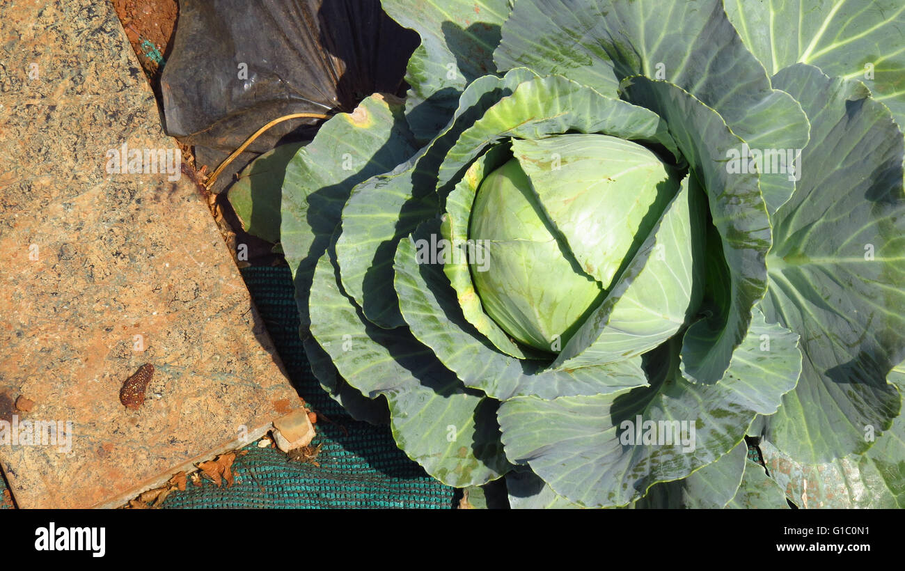 A top view of a huge cabbage organically grown in an Indian farm Stock ...
