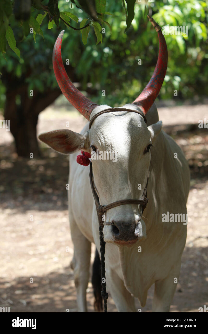 A white bull standing in the shades of a tree near an Indian farm Stock ...