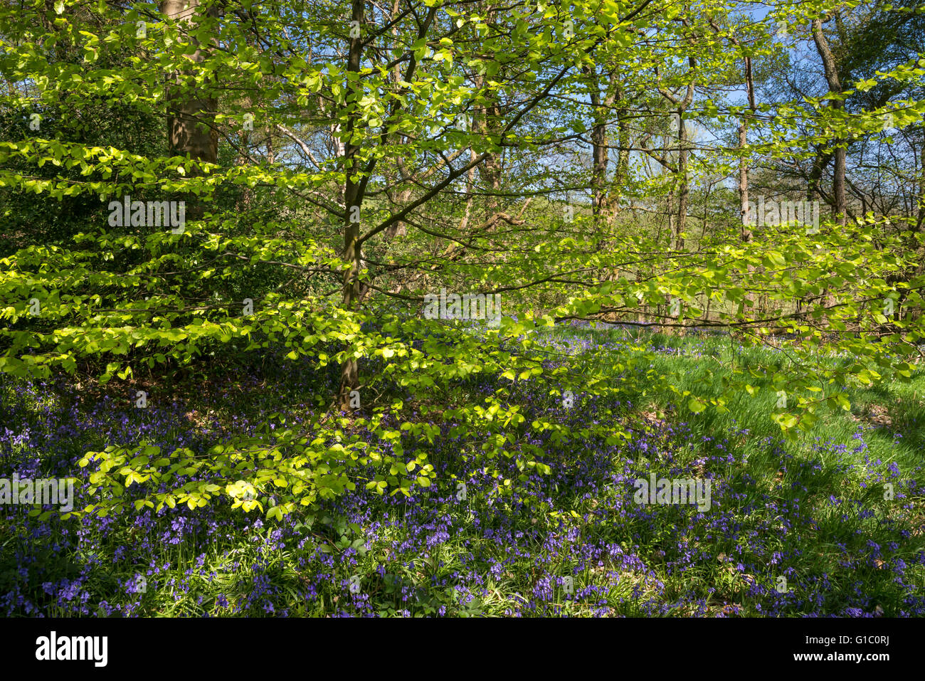 Vivid green foliage on layers of Beech branches in an English woodland ...