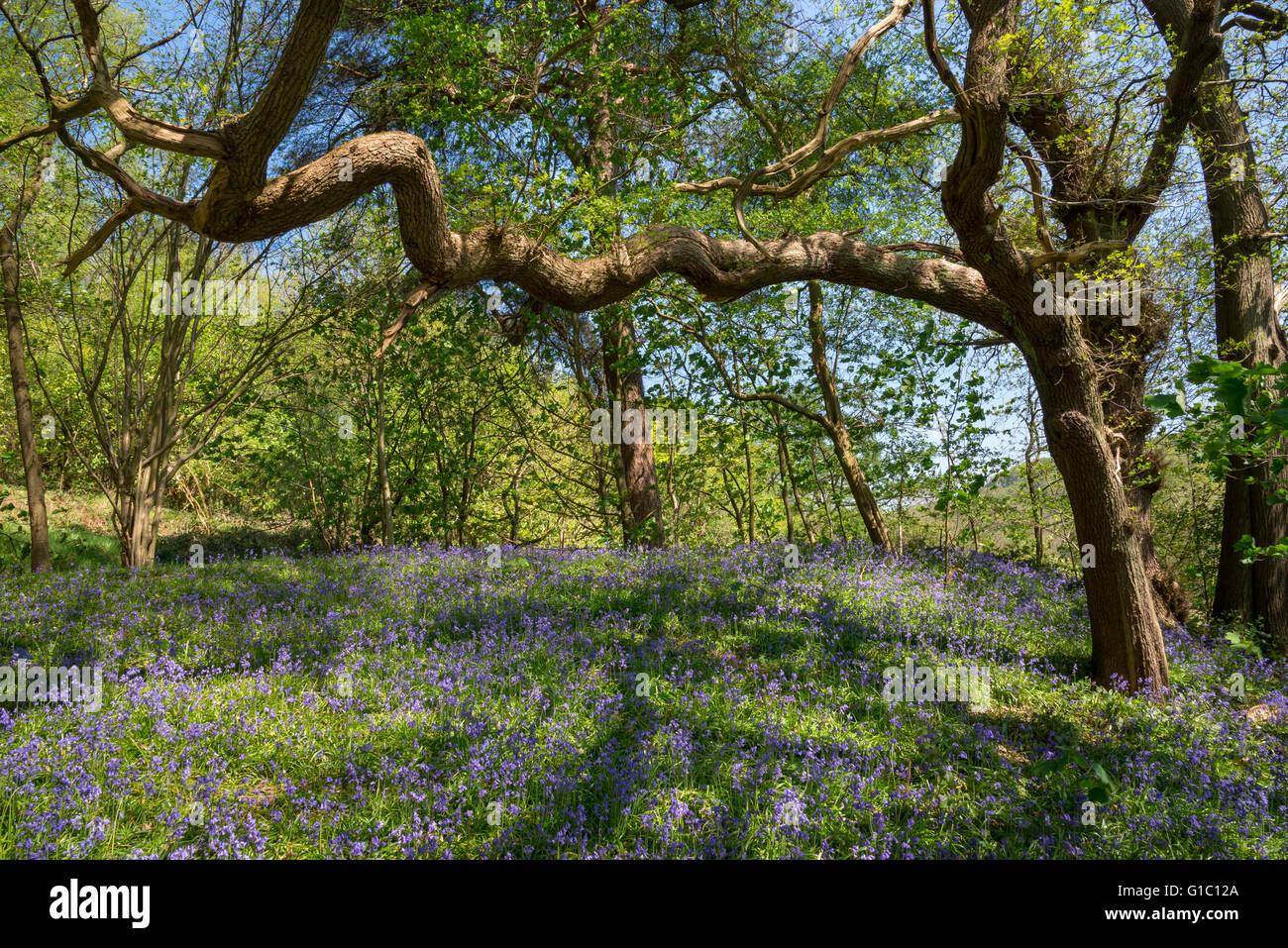 An English Oak bough reaching out over masses of bluebells in an ...