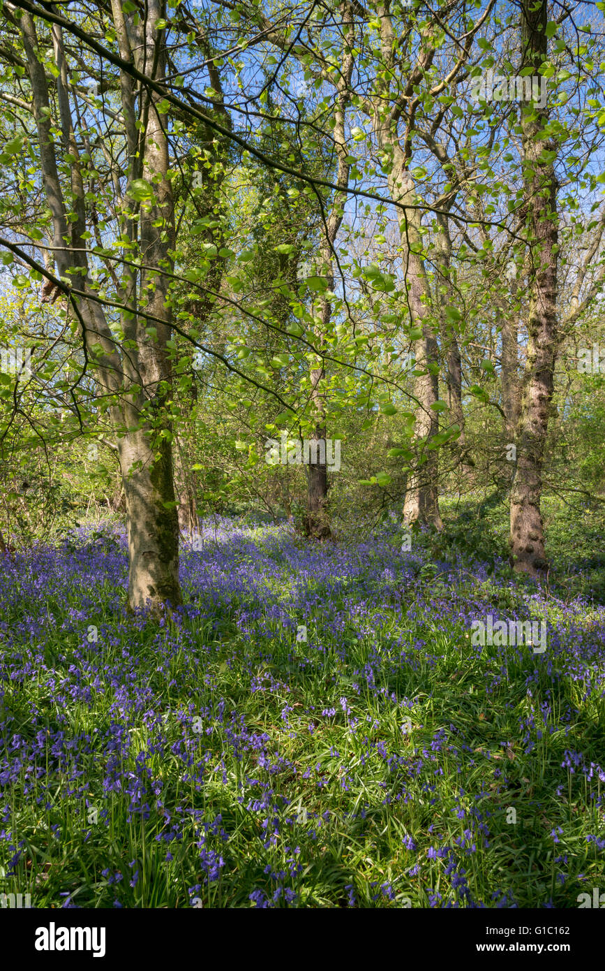 Beautiful bluebell woods hi-res stock photography and images - Alamy