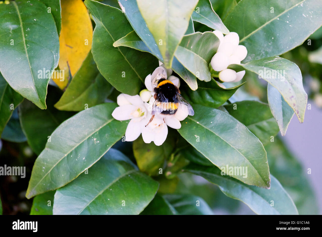 Feeding time! A bumble bee dances from flower to flower Stock Photo - Alamy
