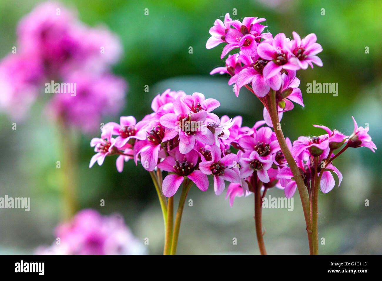 Purple sakura flowers hi-res stock photography and images - Alamy