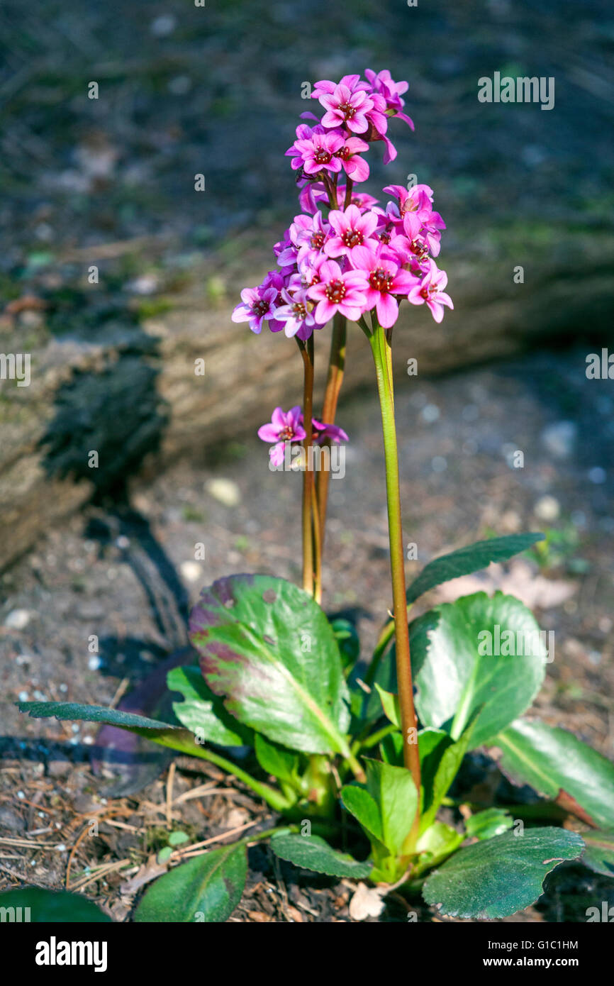 Dragonfly on blossom hi-res stock photography and images - Alamy