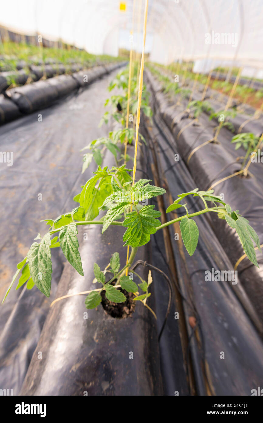 Commercial cucumber growing hi-res stock photography and images - Alamy