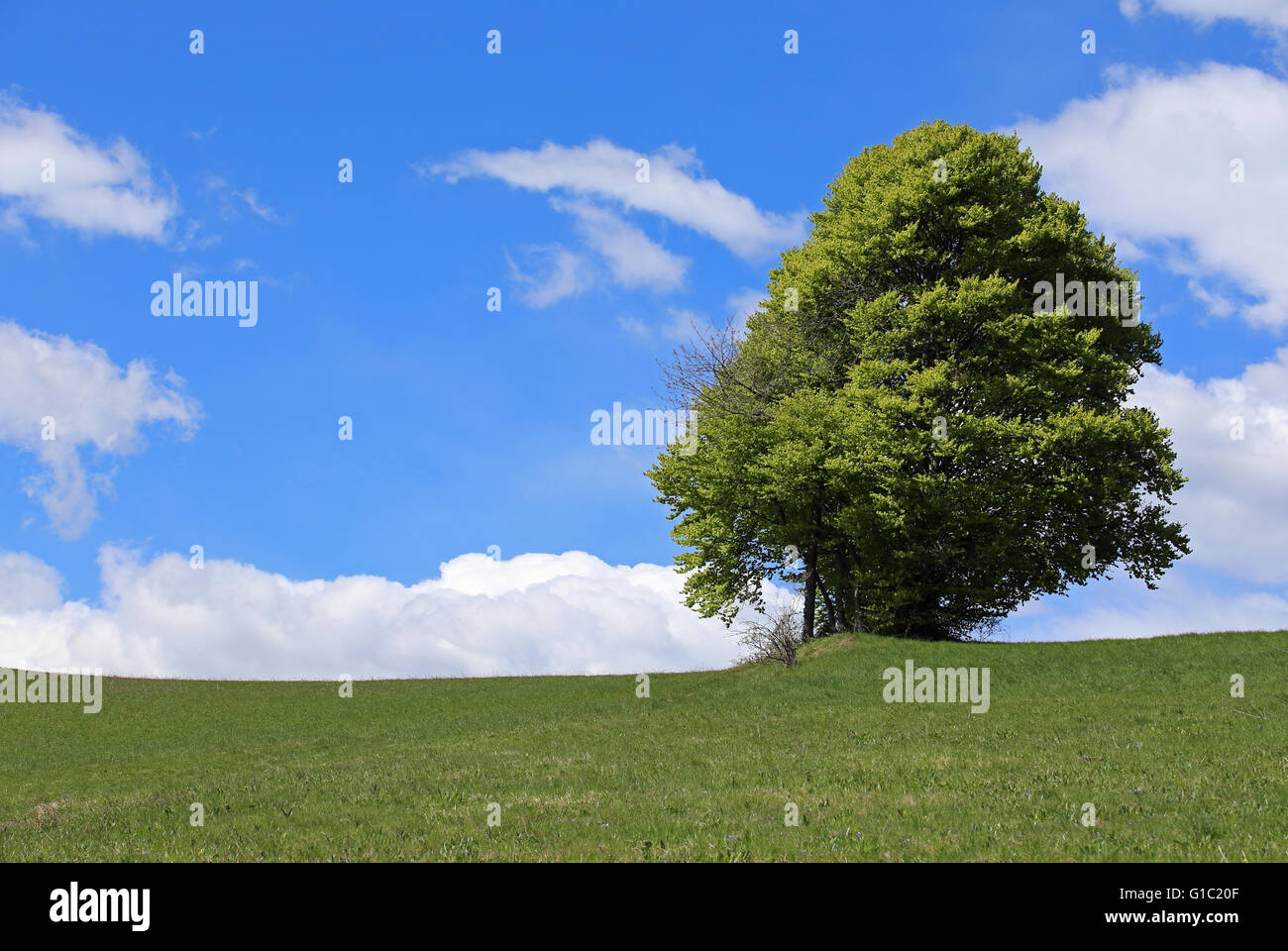 isolated tree in the middle of the green meadow Stock Photo - Alamy