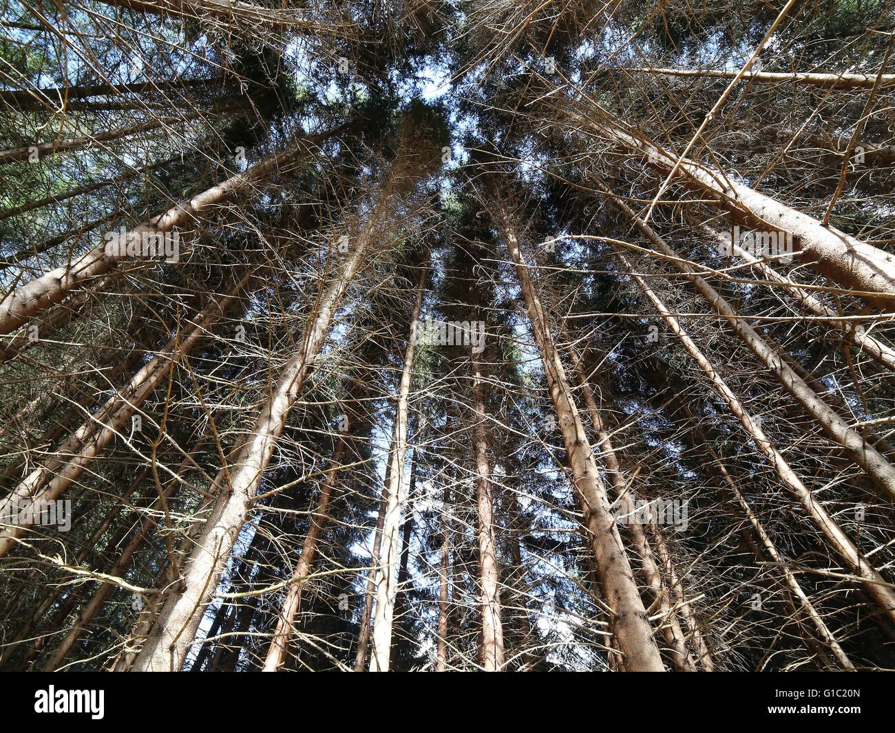 high trunks of trees in pristine forest of conifers , firs , pines and ...