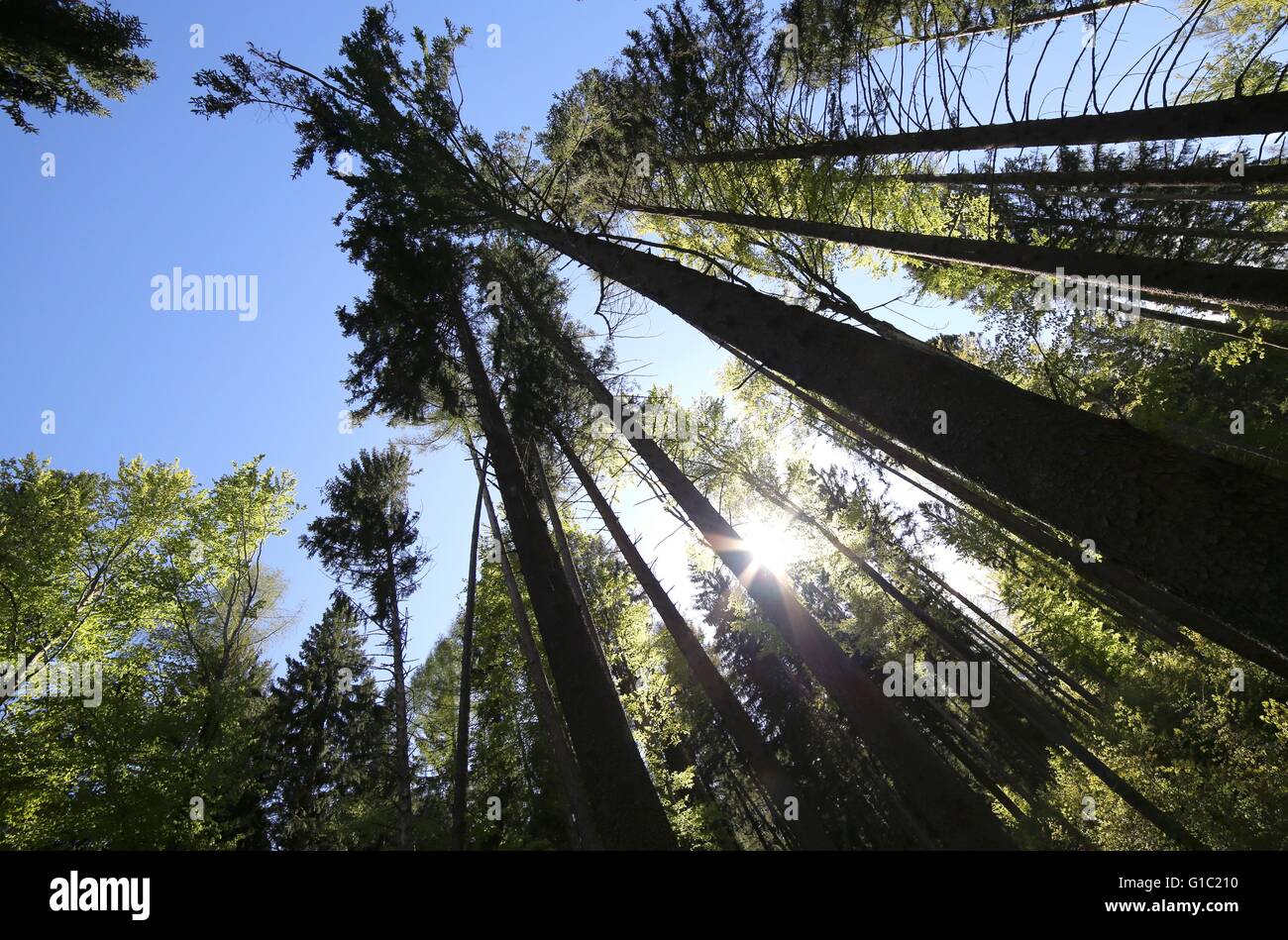 high trunks of trees in pristine forest of conifers Stock Photo - Alamy