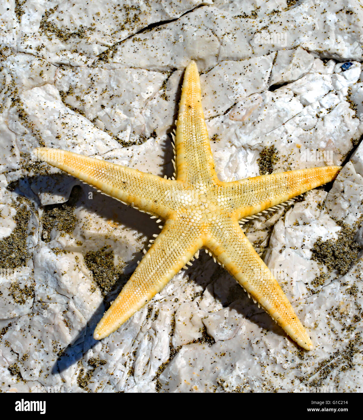 huge starfish with five-segment radial on the rock of the sea in summer ...