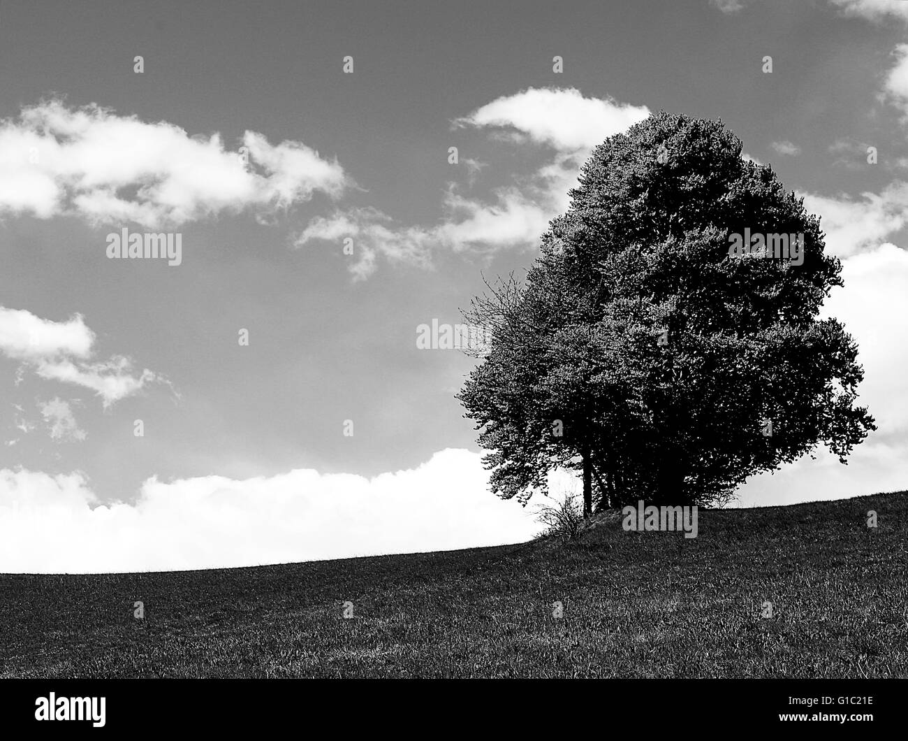 Isolated tree hi-res stock photography and images - Alamy