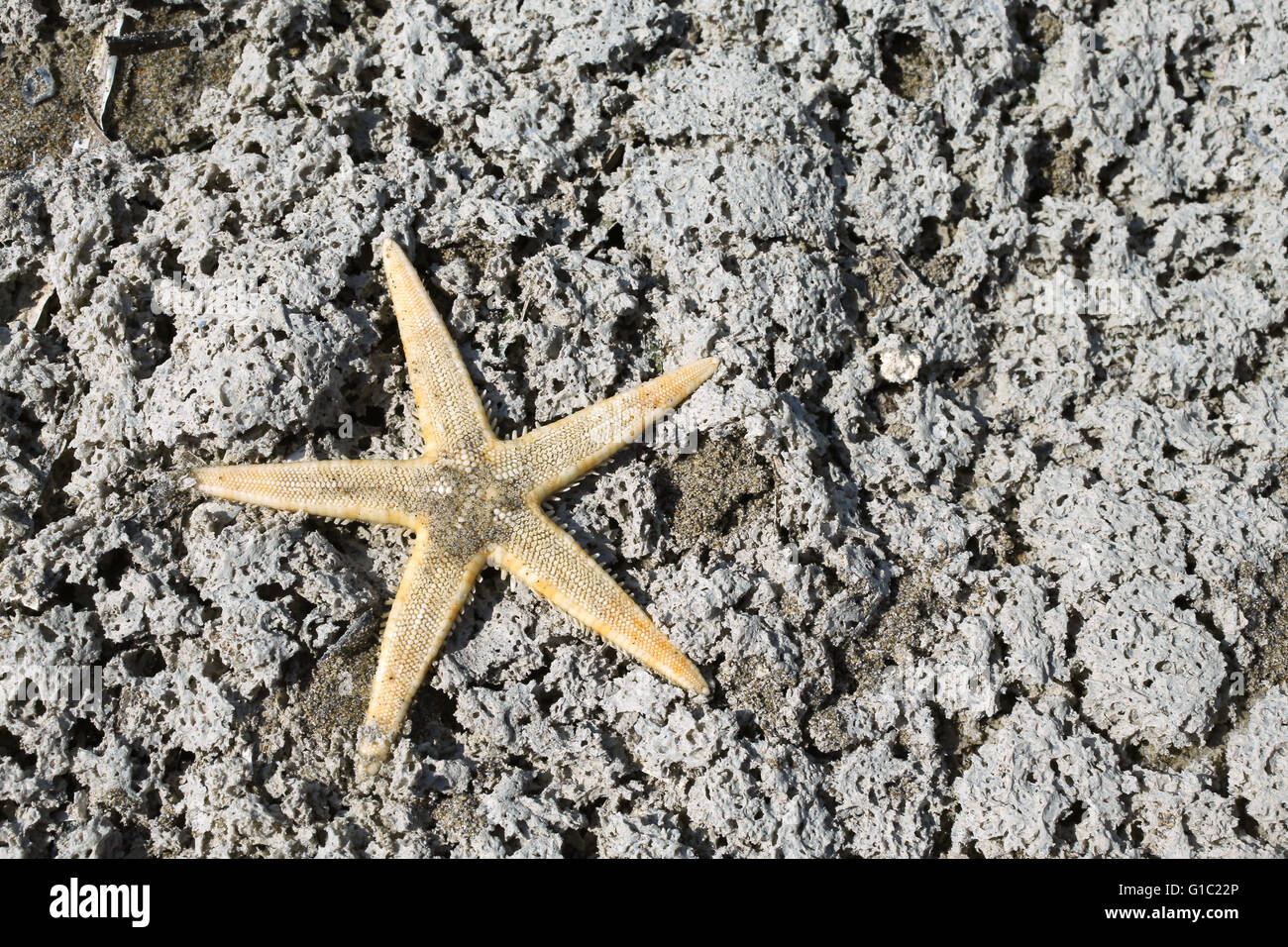Huge starfish hi-res stock photography and images - Alamy