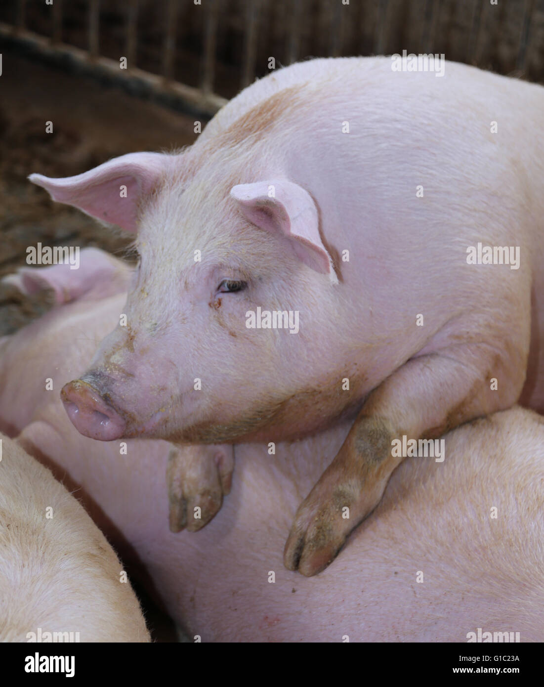 Big fat pigs in sty hi-res stock photography and images - Alamy