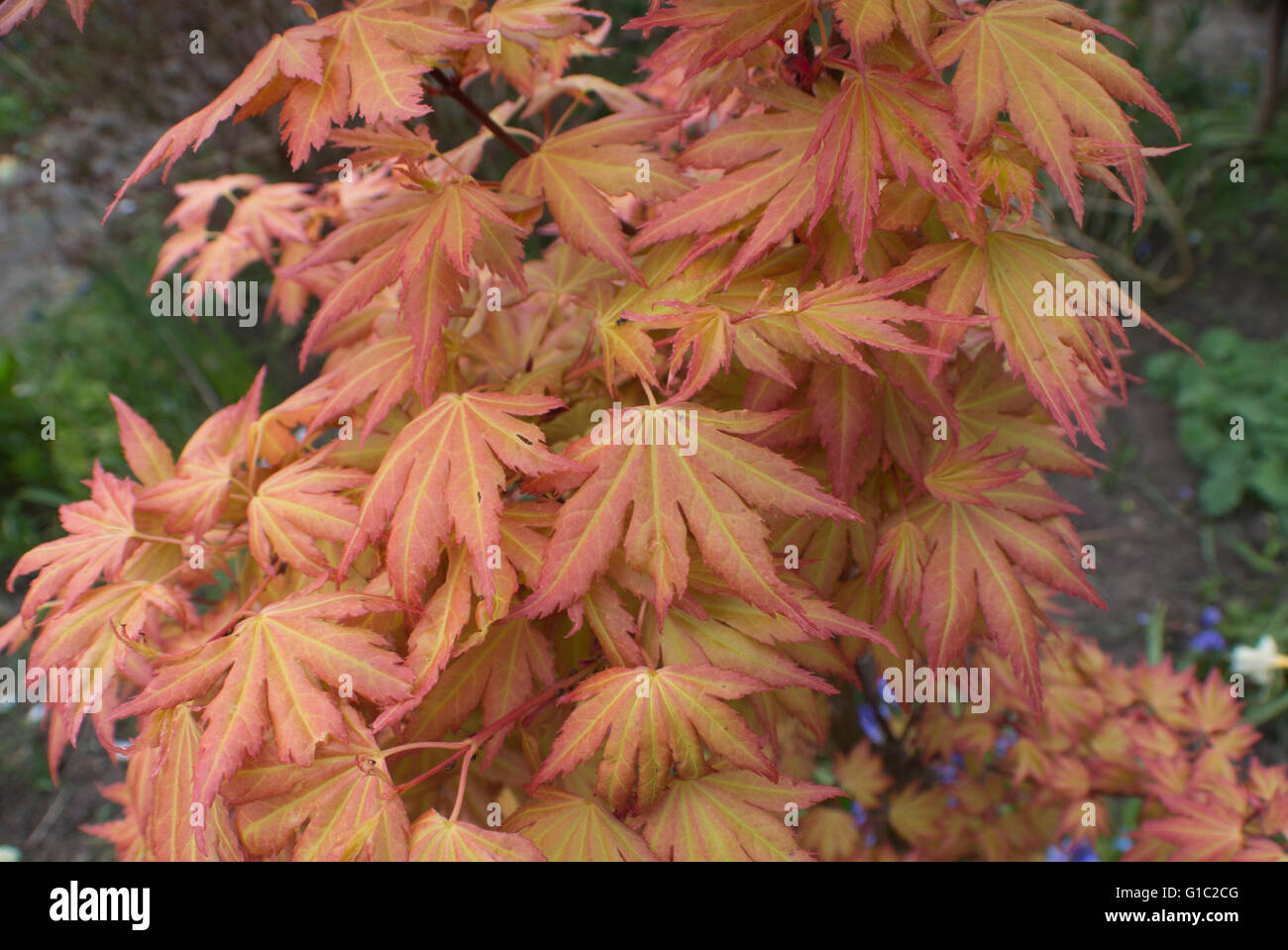 Japanese Maple (Acer) tree with yellow, orange and red leaves Stock ...