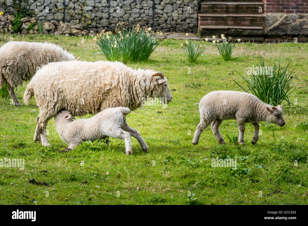 Sheep in an orchard with a lamb suckling from the ewe Stock Photo - Alamy