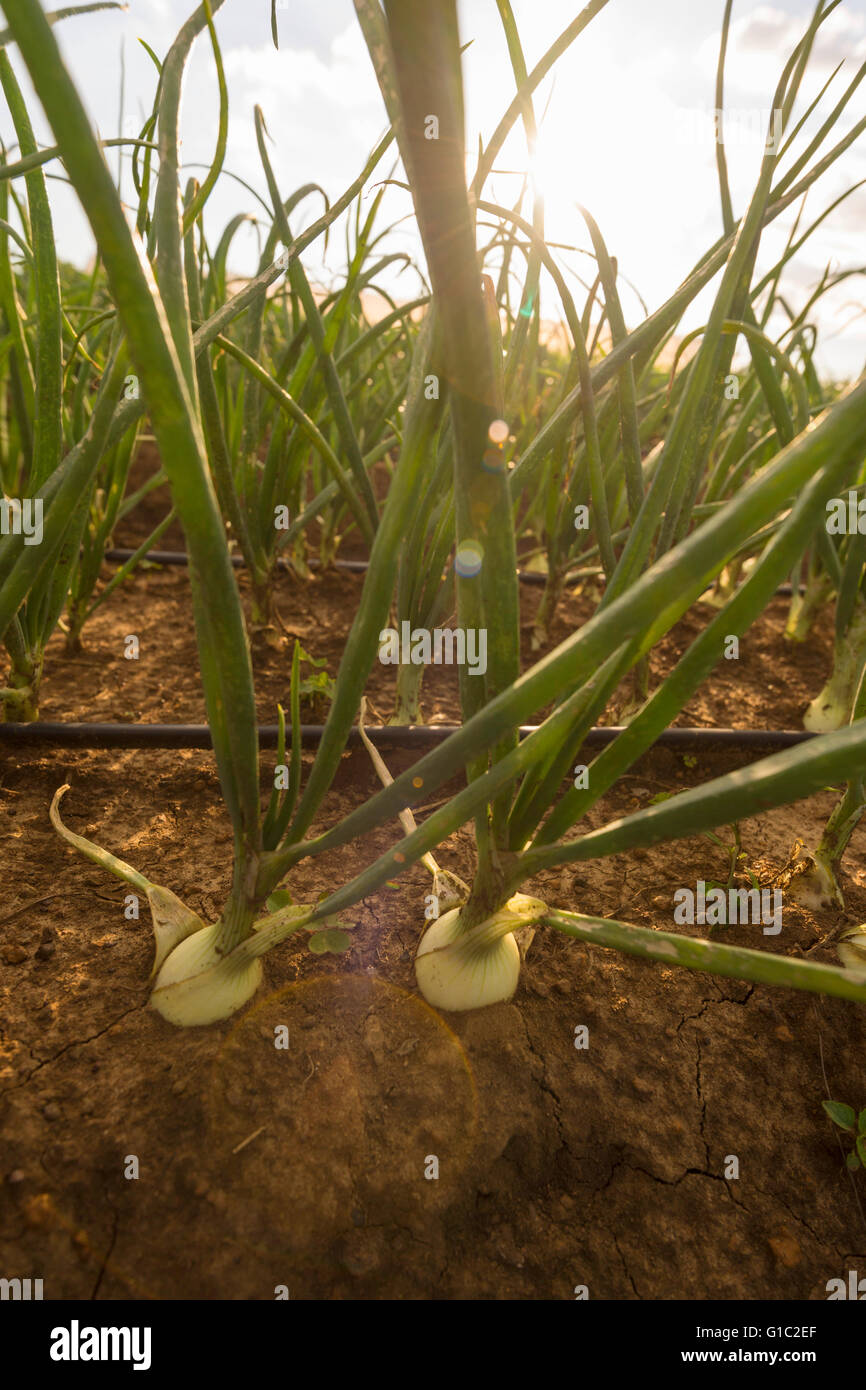 High Level Patch High Resolution Stock Photography and Images - Alamy