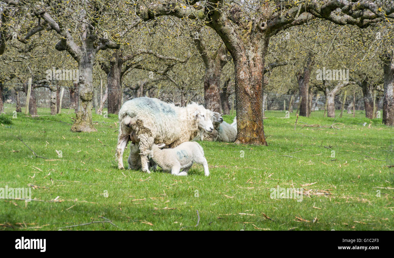 Sheep orchard hi-res stock photography and images - Alamy