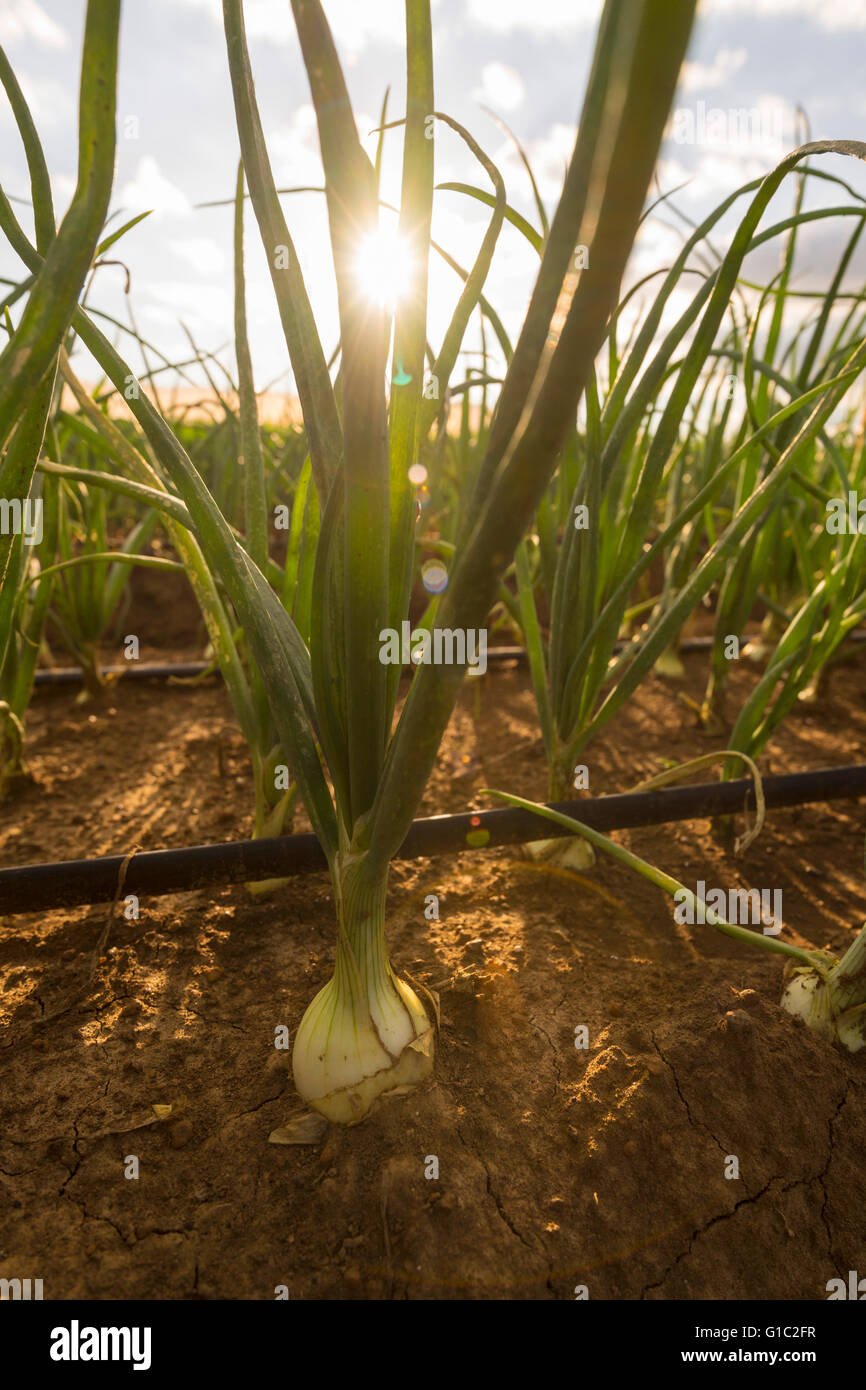 High Level Patch High Resolution Stock Photography and Images - Alamy