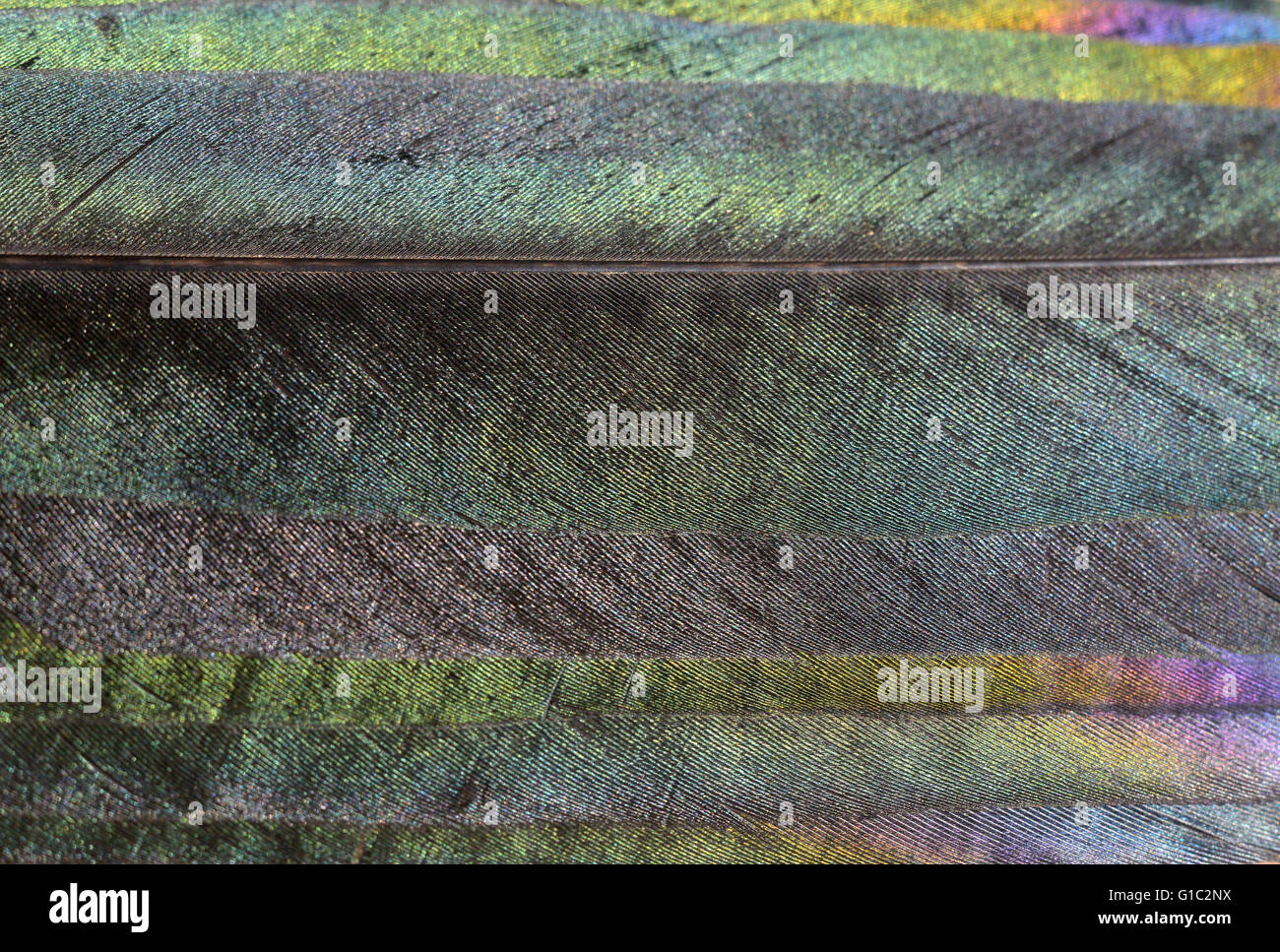 Iridescence nature hi-res stock photography and images - Alamy