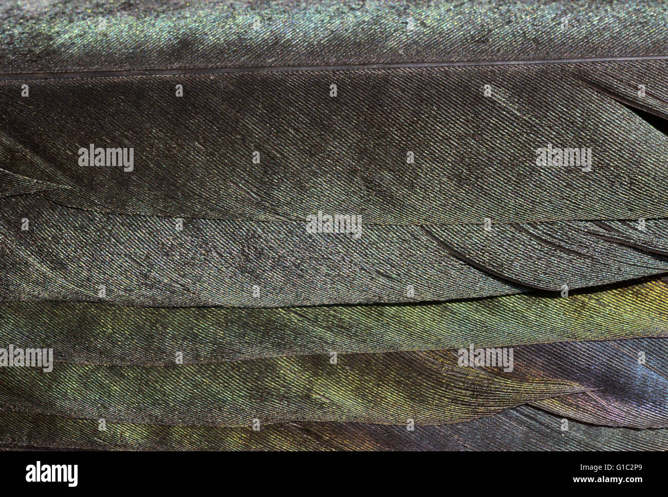 Close up of iridescence on magpie feathers Stock Photo - Alamy