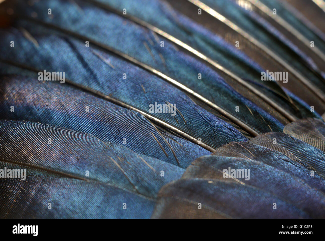 Iridescence feathers hi-res stock photography and images - Alamy