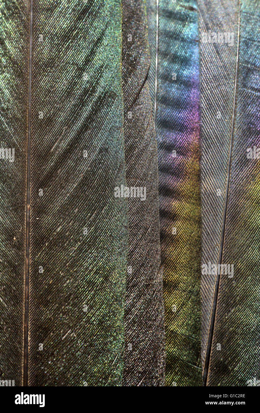 Iridescence feathers hi-res stock photography and images - Alamy