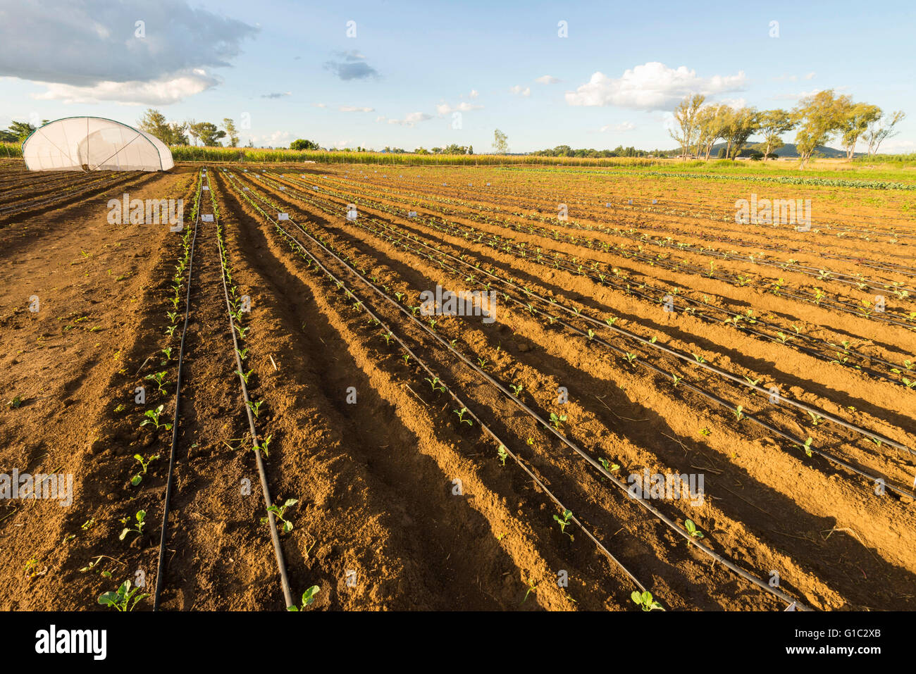 Drip irrigation lines hi-res stock photography and images - Alamy