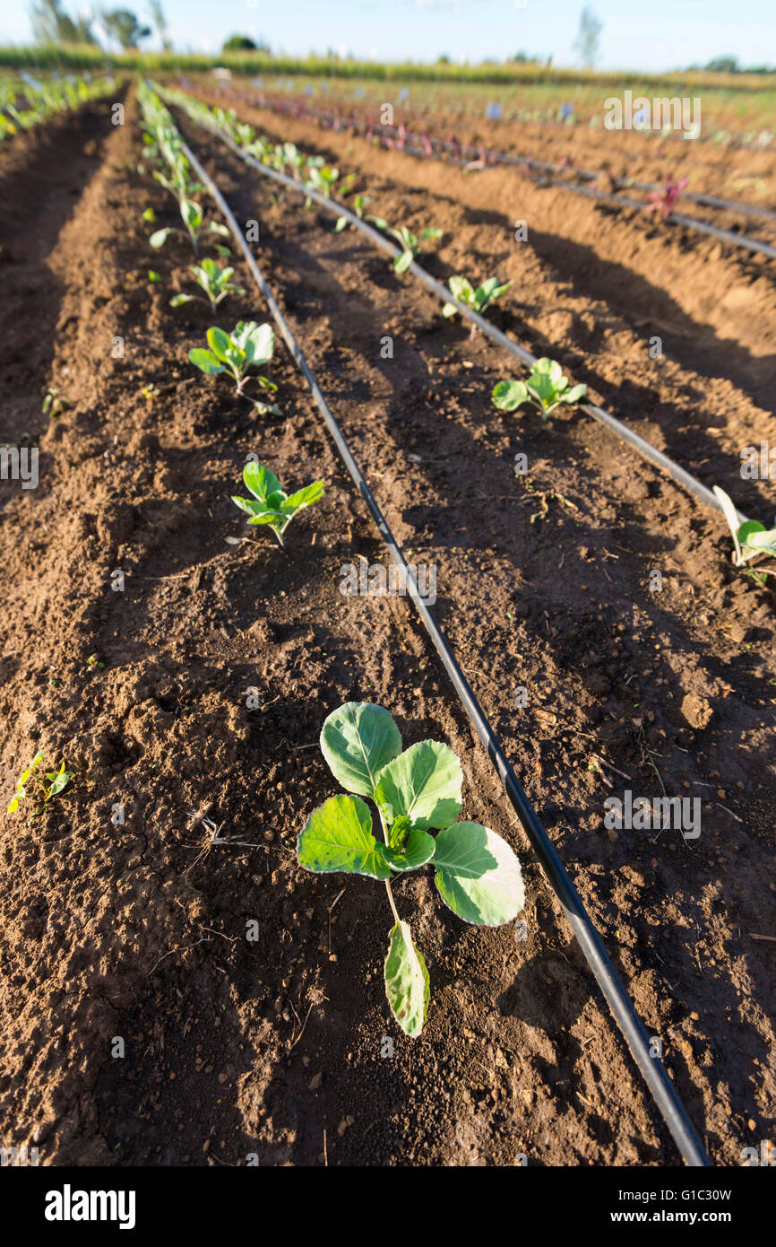 Drip irrigation africa hi-res stock photography and images - Alamy