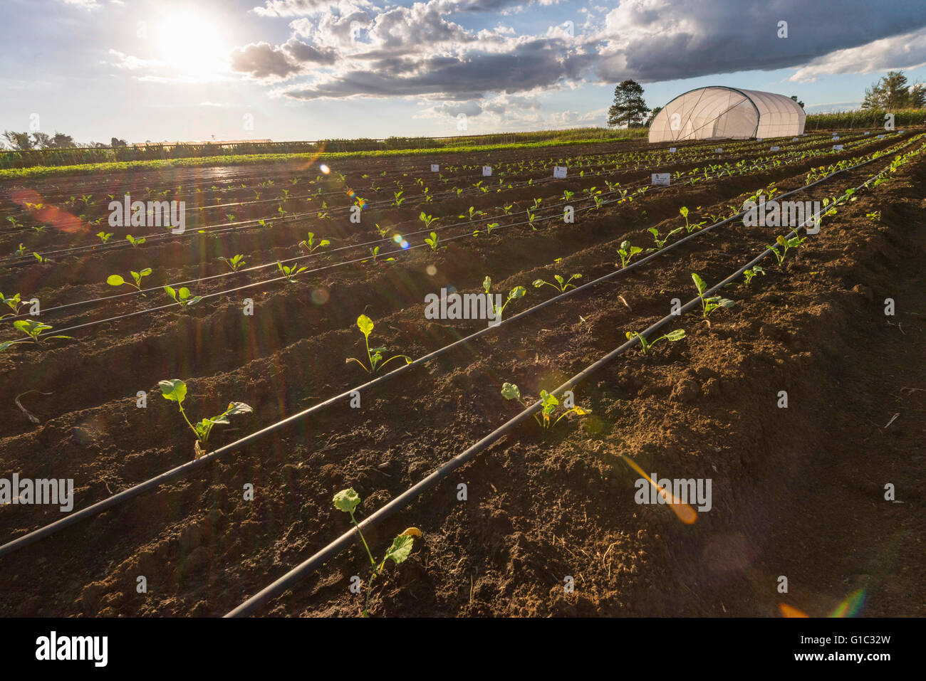 Drip feeding hi-res stock photography and images - Alamy