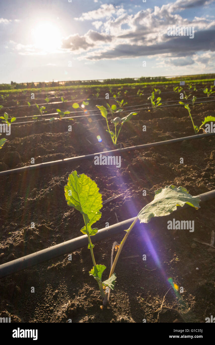 Drip feeding hi-res stock photography and images - Alamy