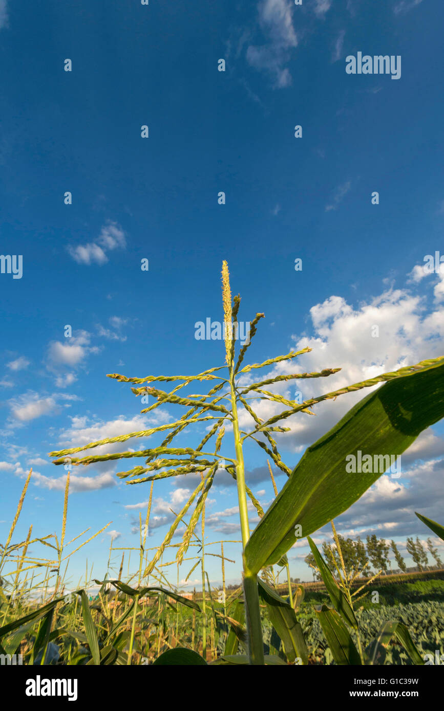 Crop stalks hi-res stock photography and images - Alamy