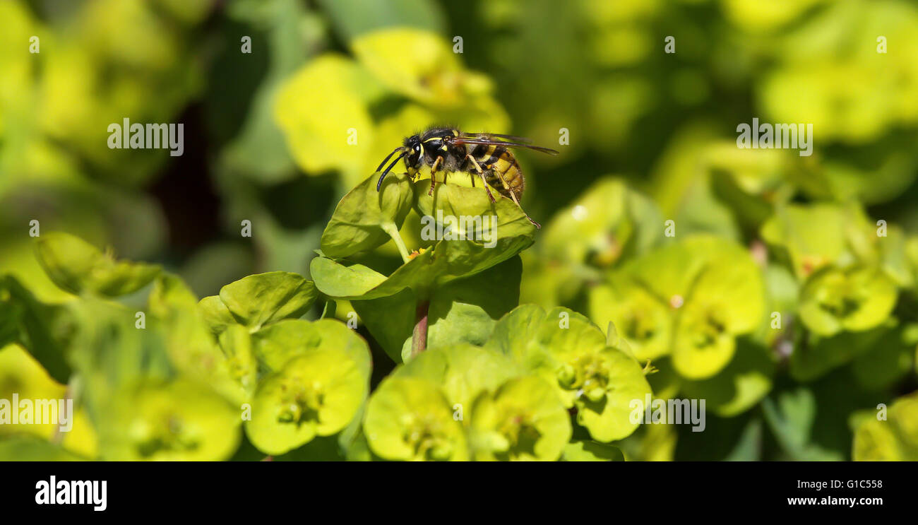 Black and yellow winged insect uk hi-res stock photography and images ...