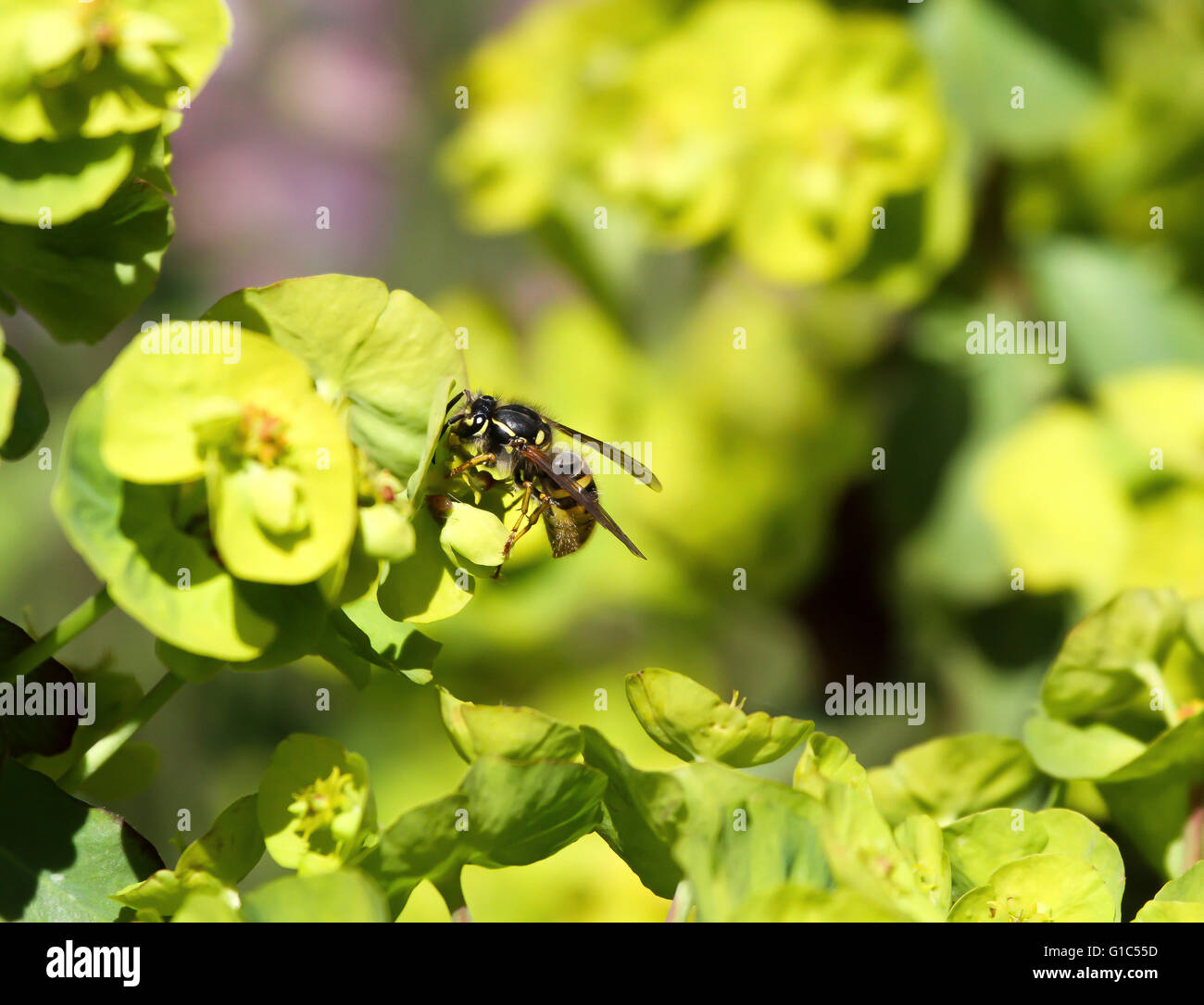 Insect feeding in garden in Northern Ireland Stock Photo - Alamy