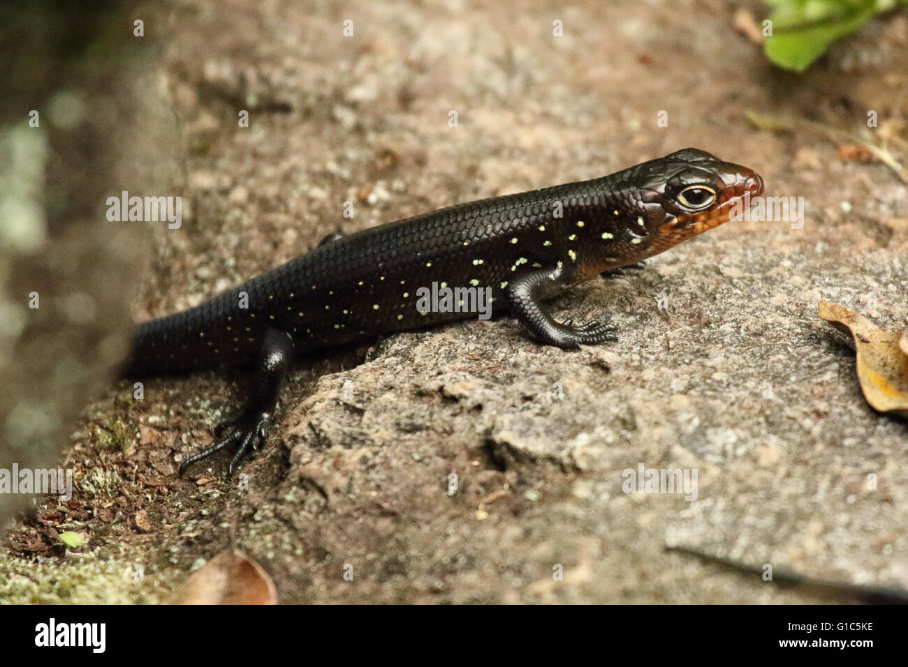 A baby Musk Lizard peeking out from its nest Stock Photo - Alamy