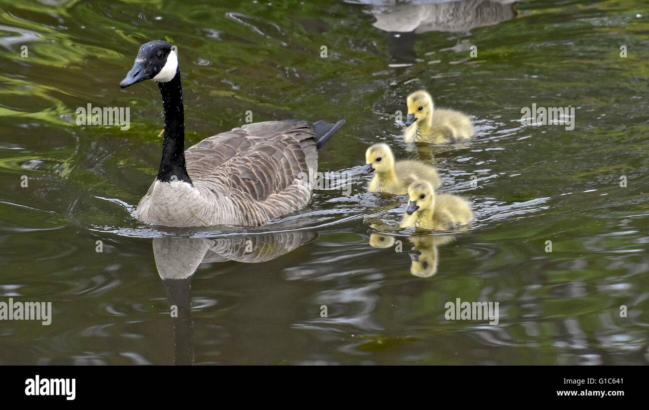 Cute yellow baby Canadian geese Stock Photo - Alamy