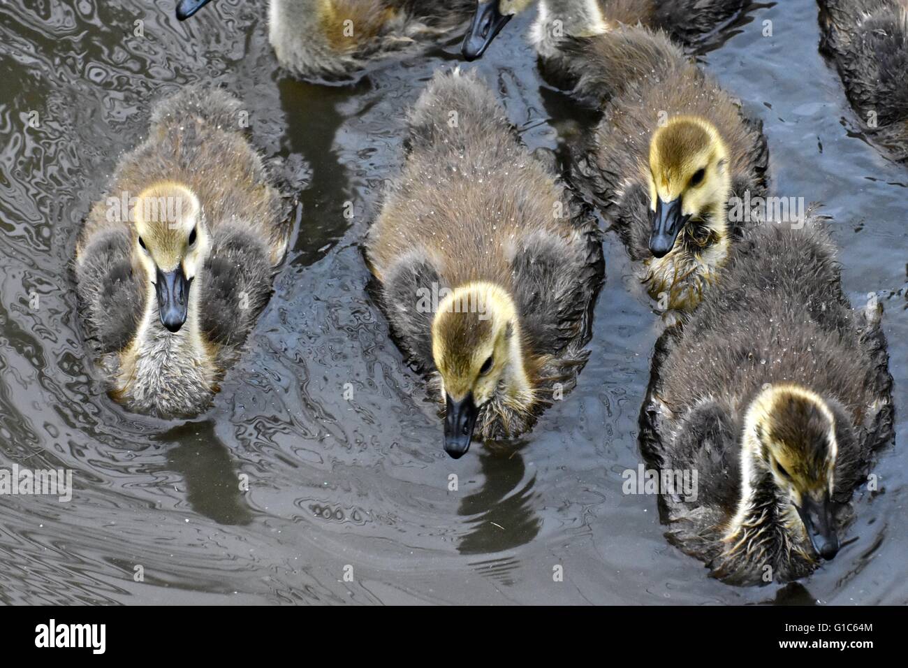 Canadian geese group hi-res stock photography and images - Alamy