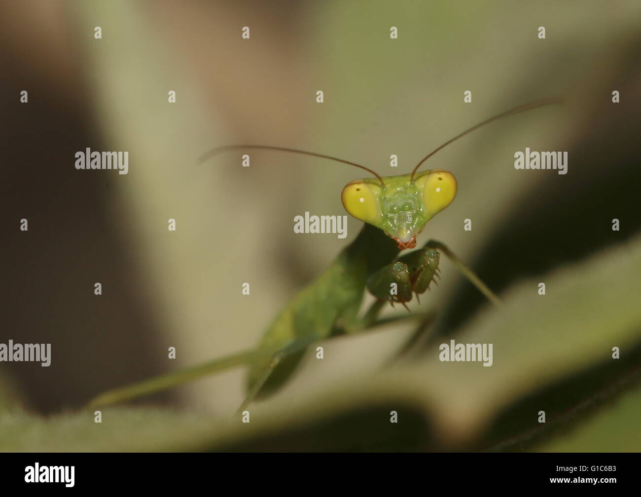 Juvenile green mantis Stock Photo - Alamy
