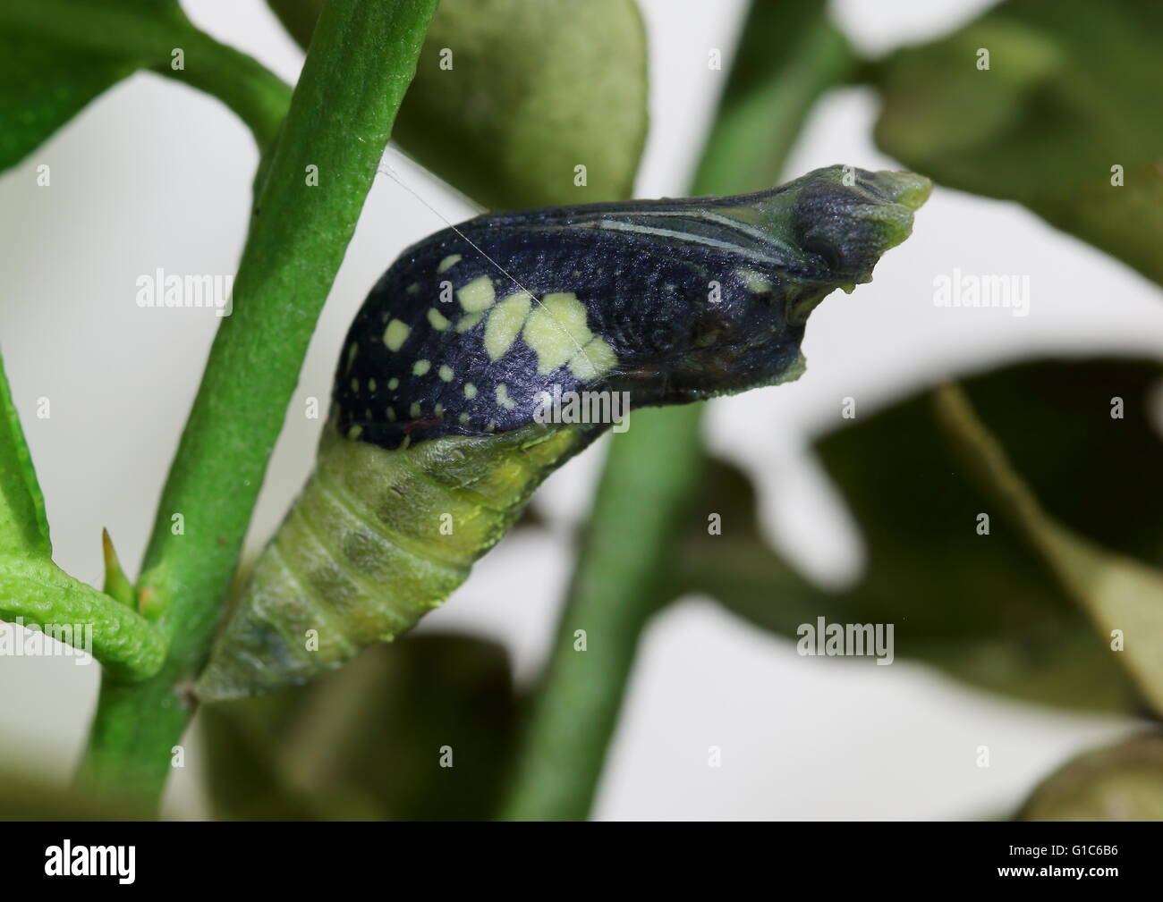 Chrysalis of Common lime butterfly, Papilio demoleus malayanus - color ...
