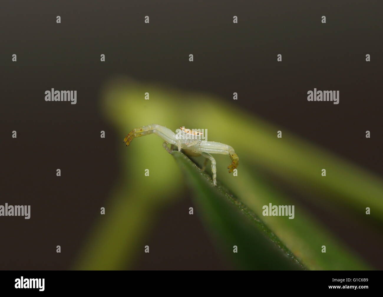 A ferocious white spider perched on a leaf in a defensive pose Stock ...