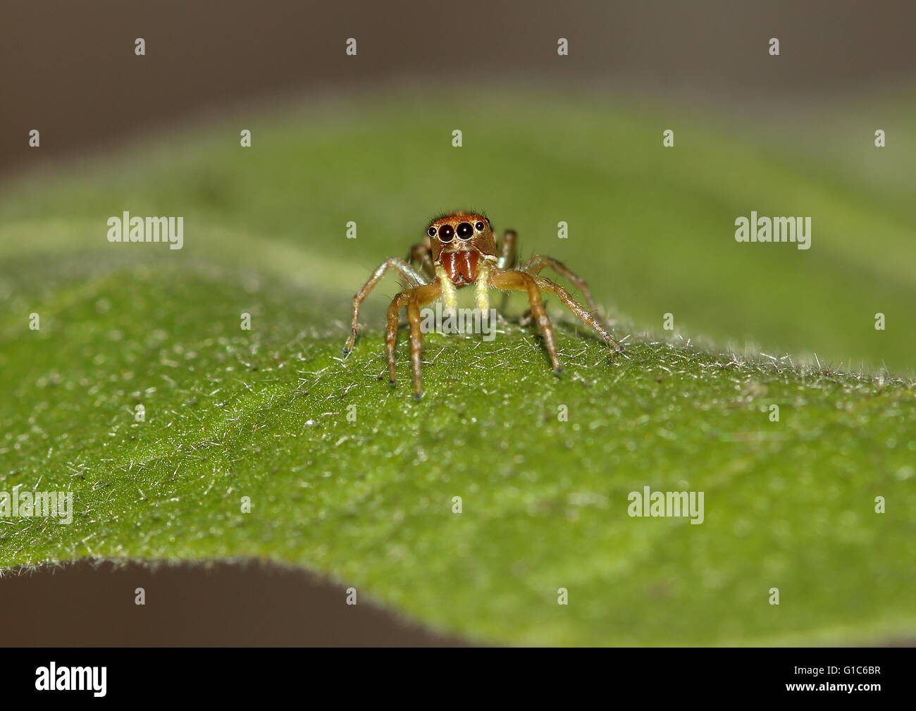 Tiny small curious spider hi-res stock photography and images - Alamy